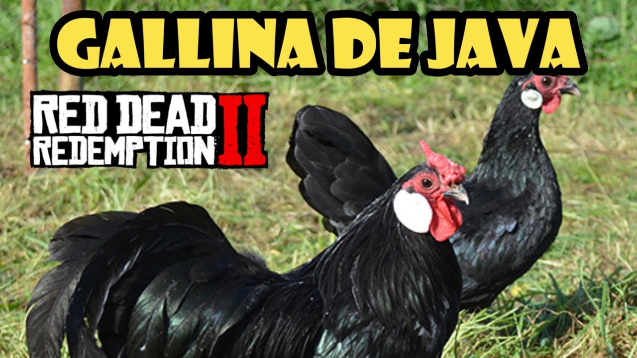 Donde encontrar el GALLINA de JAVA en Red Dead Redemption 2 ️ - YouTube
