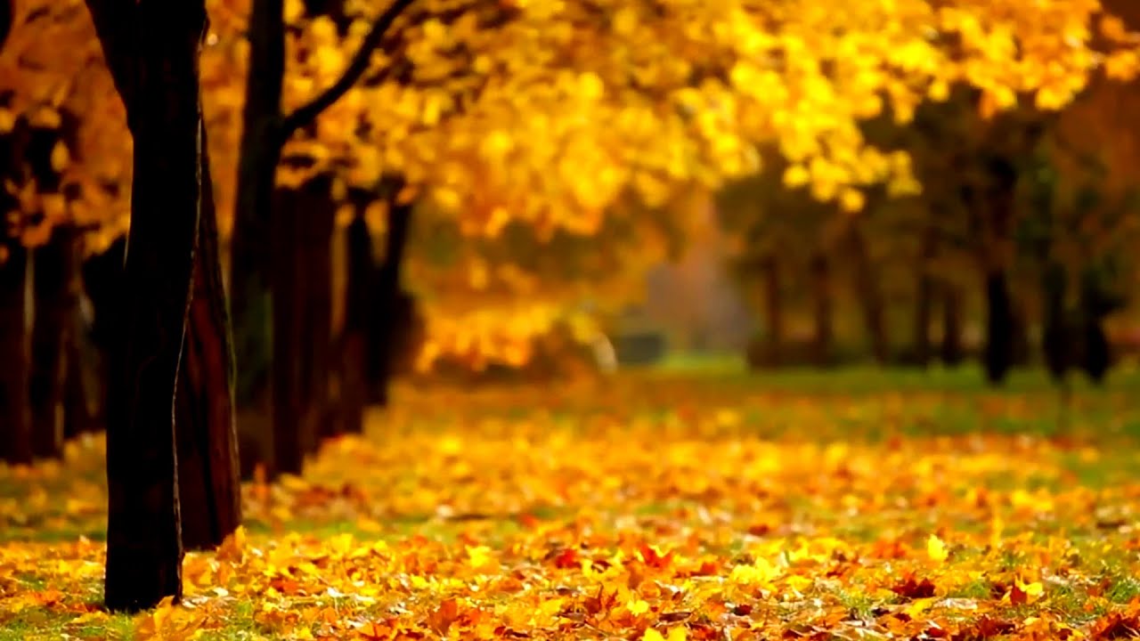 Autumn Nature Sounds, Pure Autumn Leaves Falling Sounds, Soothing ...