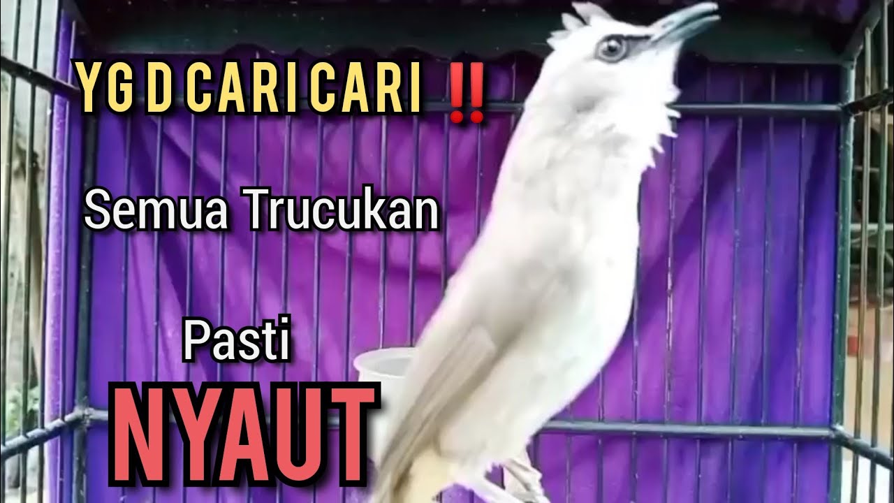 SUARA TRUCUKAN TERBAIK ‼️ PALING D SUKAI LAWAN ‼️ SEKALI PUTAR SEMUA ...