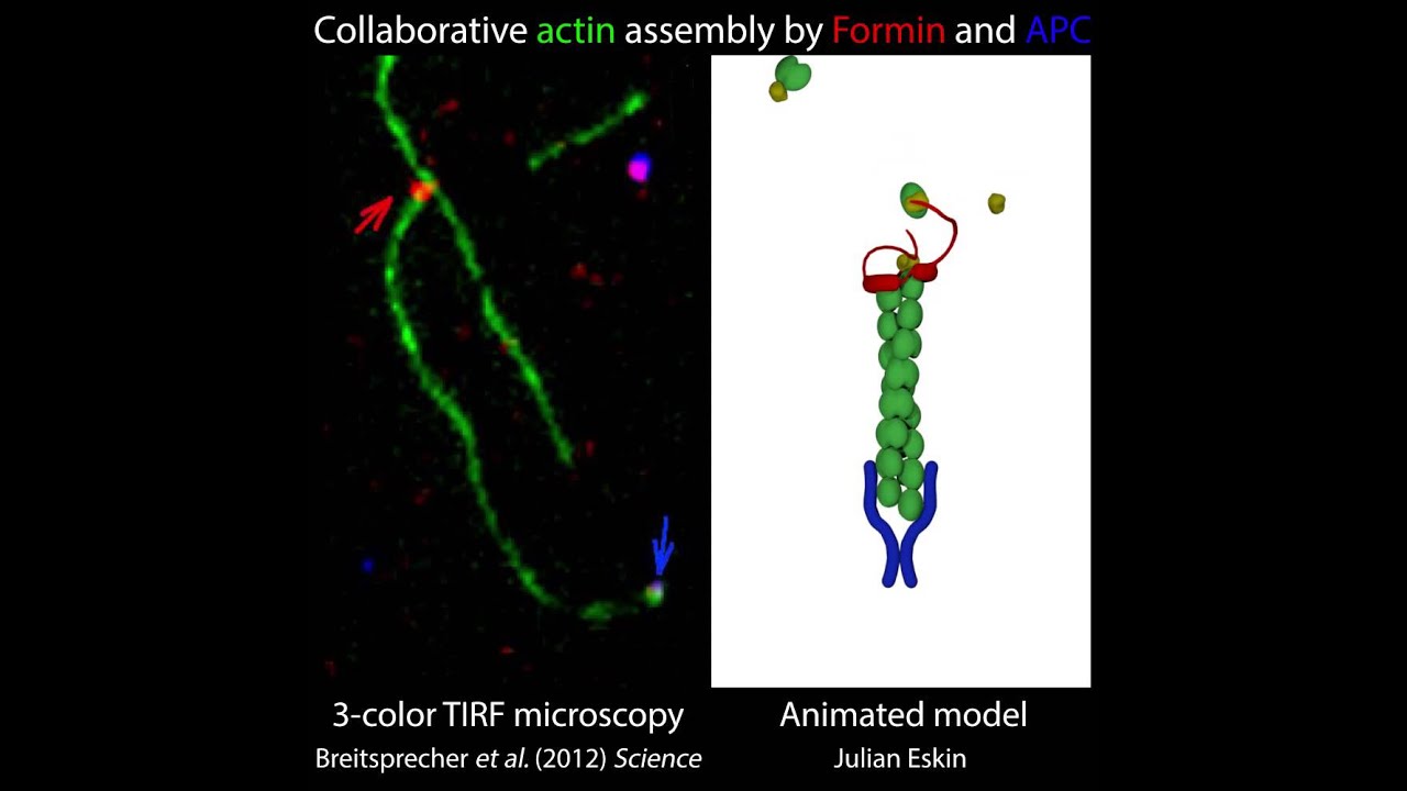 TIRFM movie and animation of 'Rocket Launcher' actin assembly - YouTube