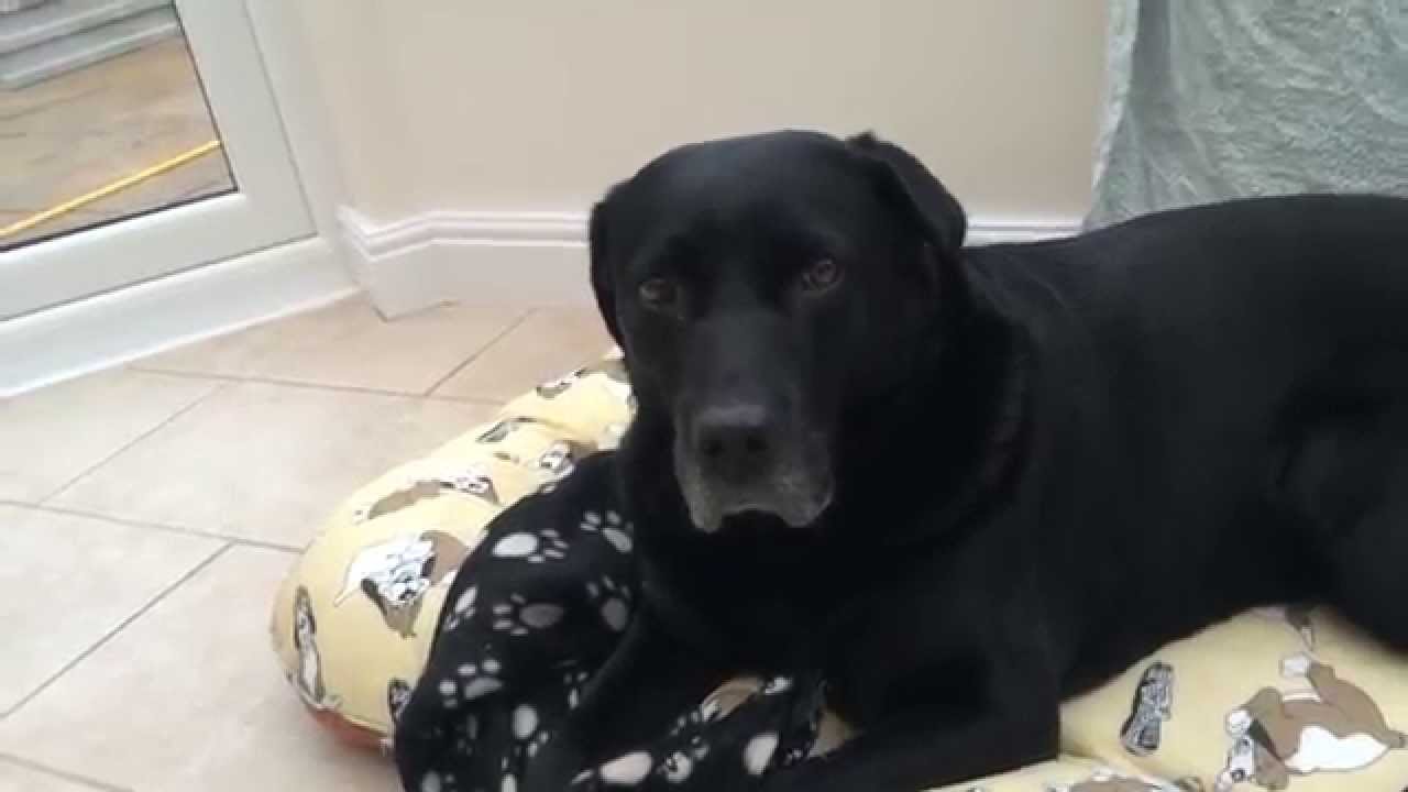 Funny Scooby Doo Black Lab against his blanket - YouTube