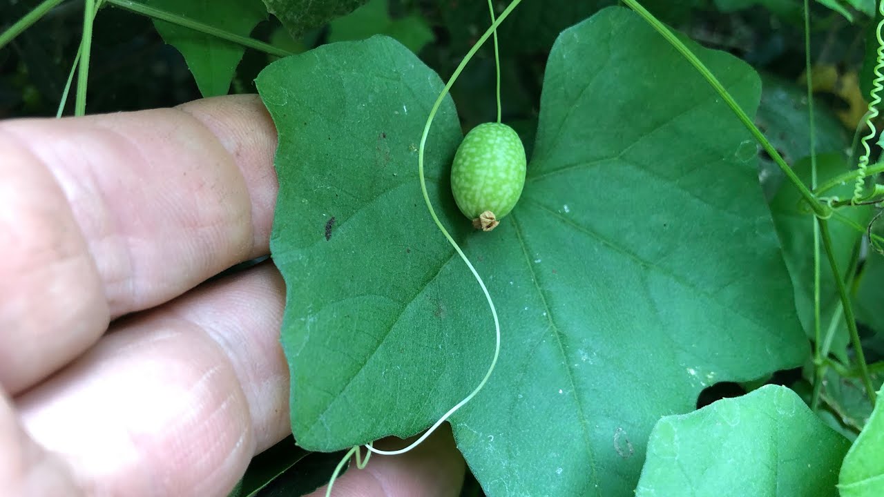 Foraging wild edible plants, Creeping cucumber. - YouTube
