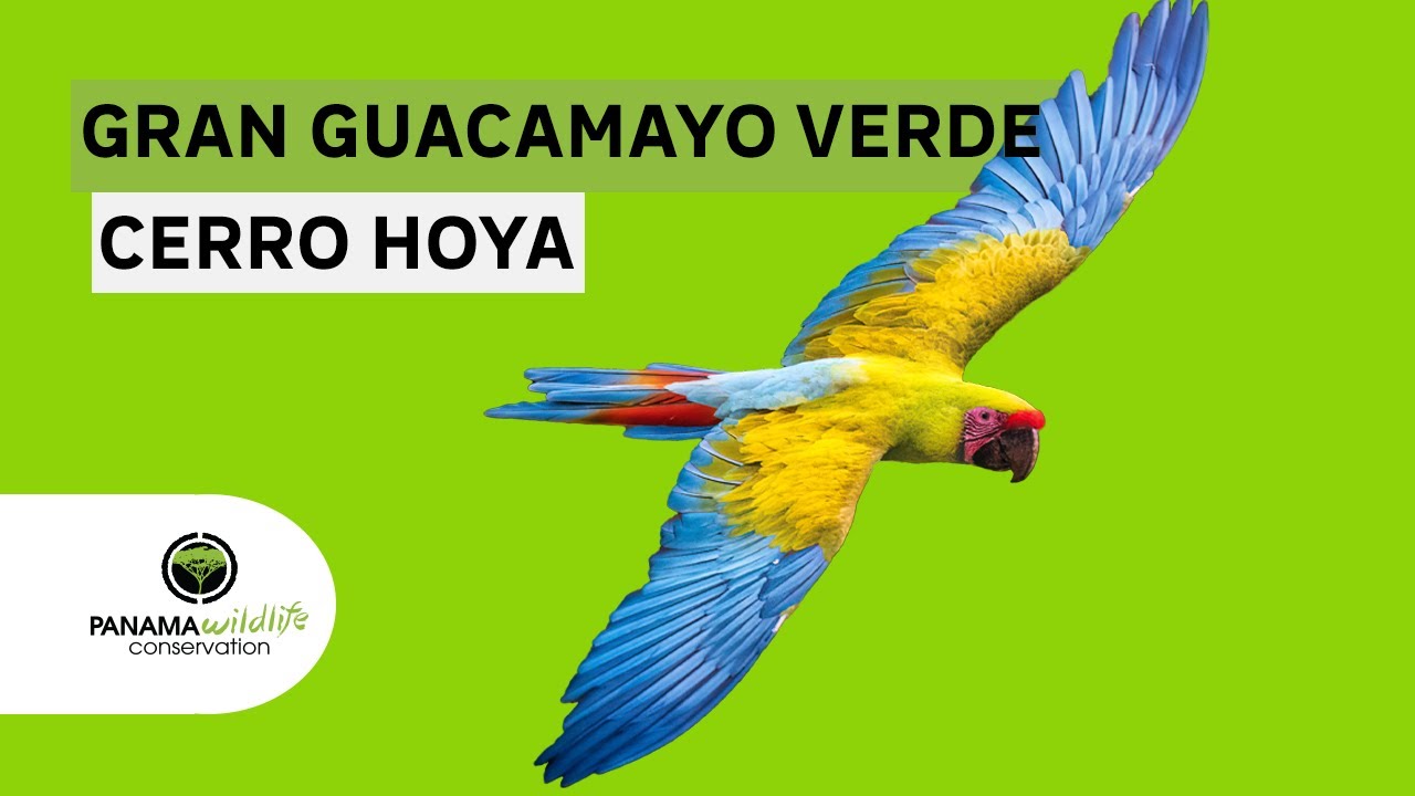 El Gran Guacamayo Verde de Panama 2023 4K - YouTube