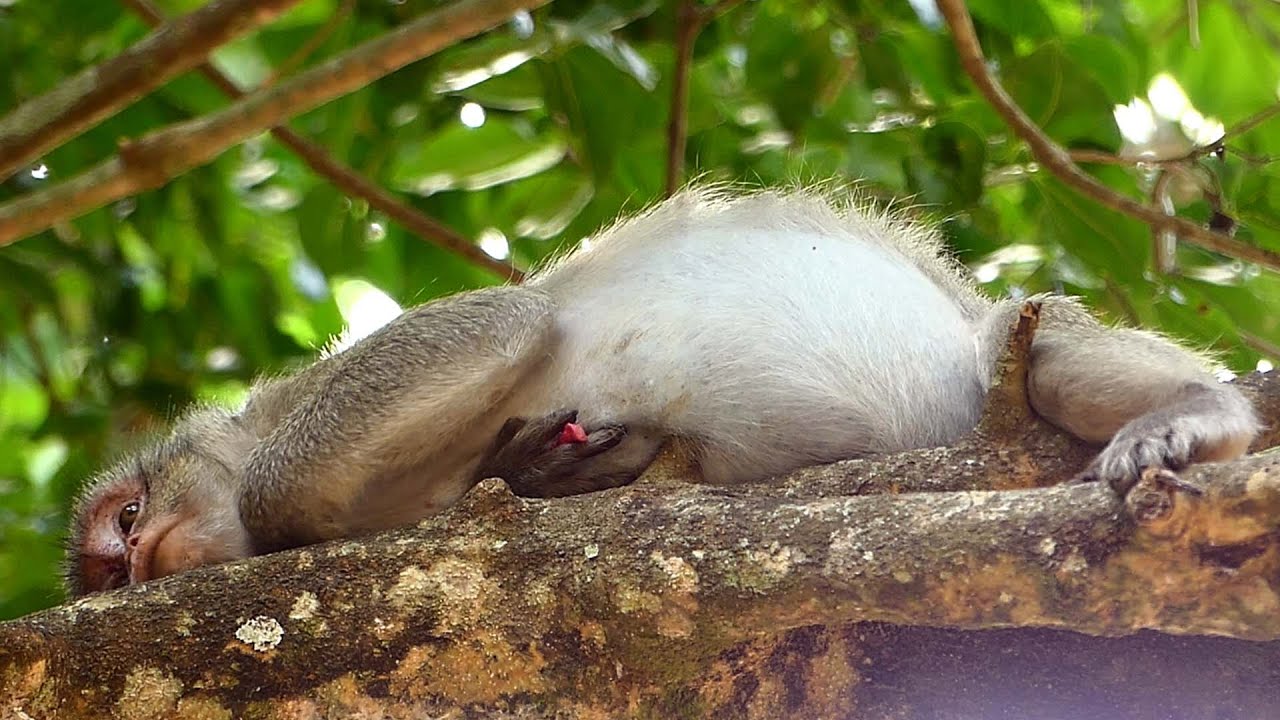 Praying Jane and her baby unborn monkey good health till give birth ...