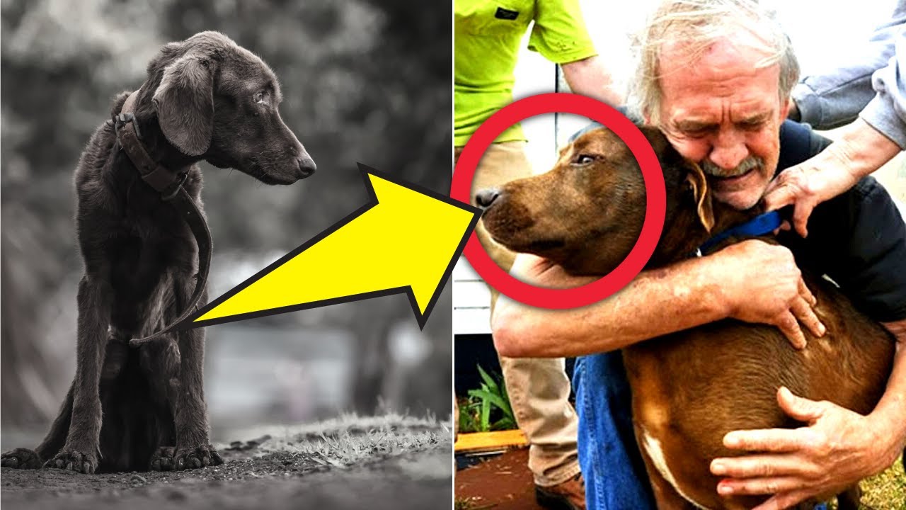 Sad Dog Has Been Waiting For His Owner for 7 Years, What Happens Then ...