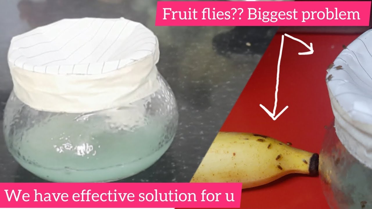 Easy DIY Fruit Flies Trapper: On demand video - YouTube