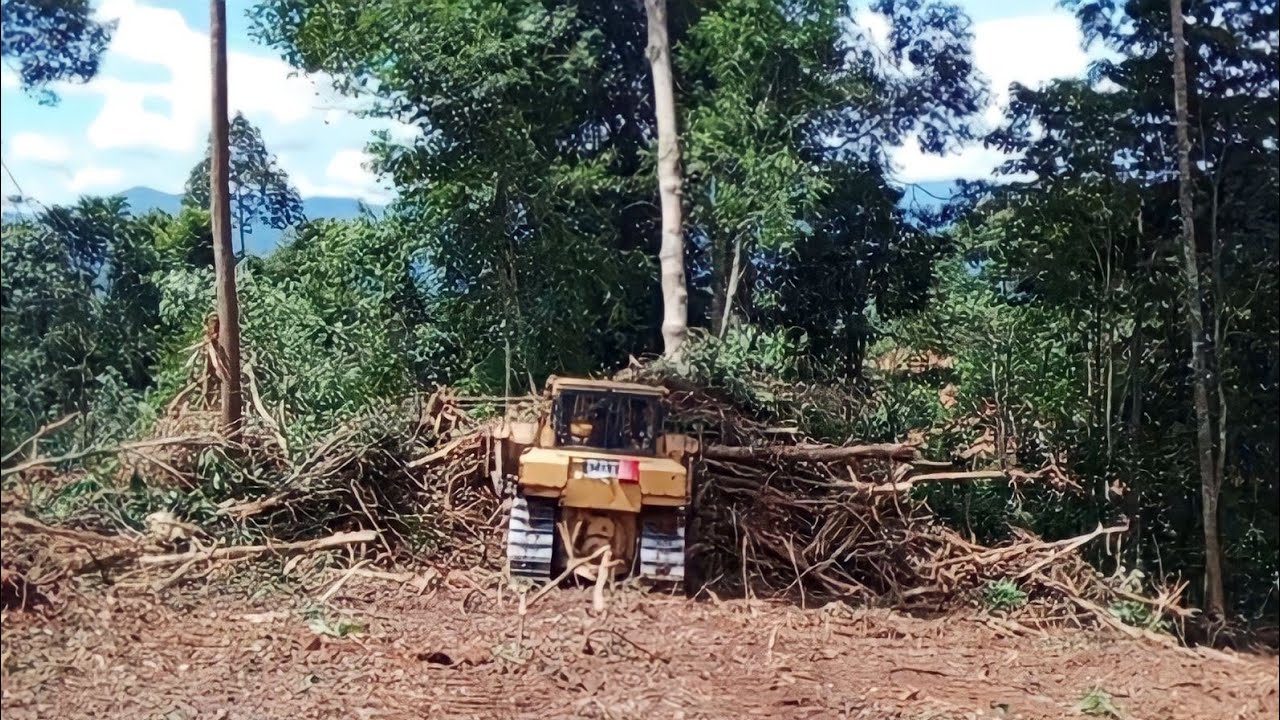 Cleaning and tearing down large trees is the easiest thing for the ...