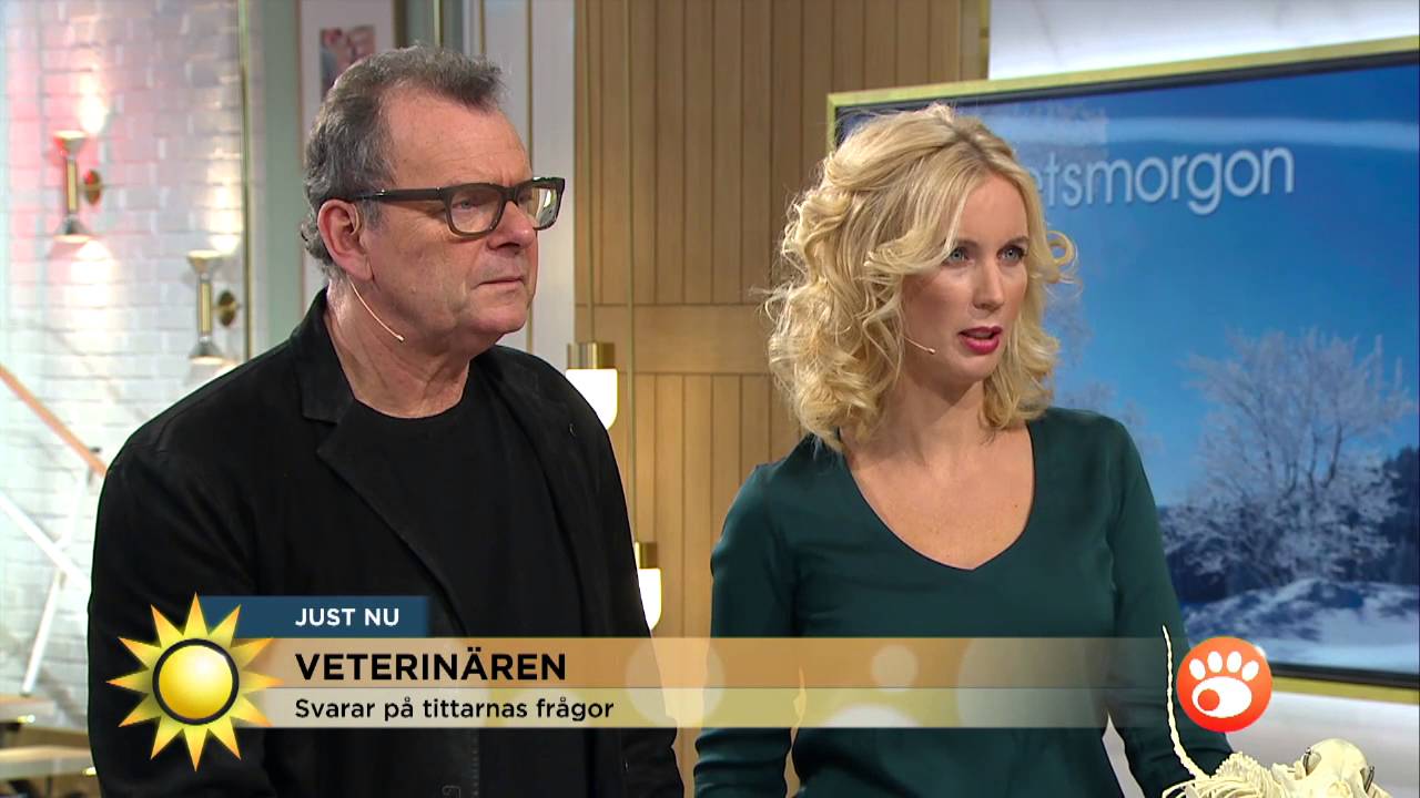 Ryggproblem hos hundar - veterinären svarar på tittarfrågor ...