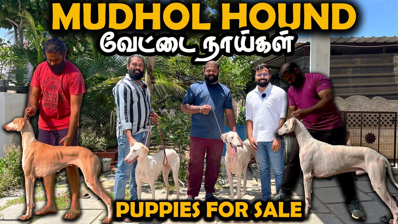 Mudhol Hound வேட்டைநாய்கள் Dogs for Sale | Coimbatore Radan Kennel ...