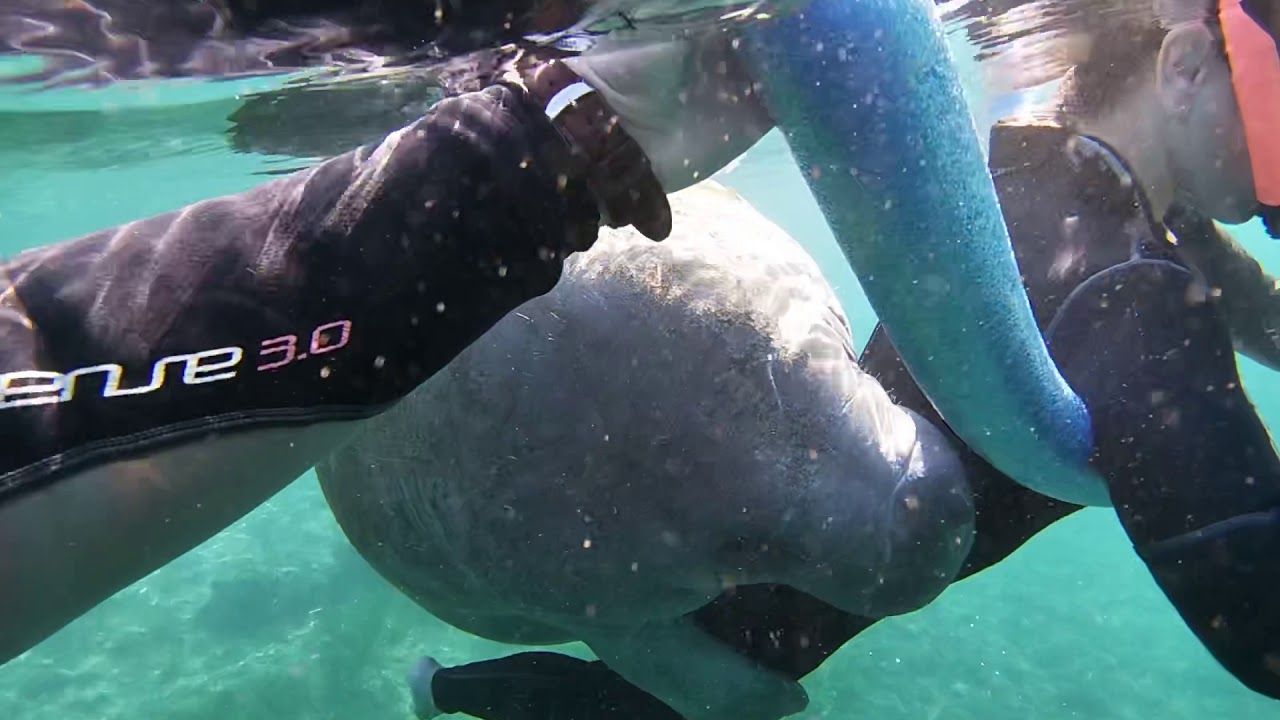 Manatee hitching a ride - YouTube