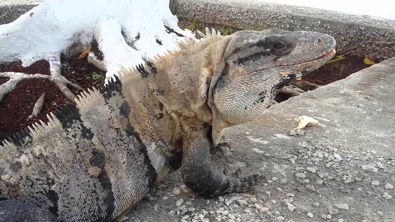 TOLOC, CONVIVE CON LASALLISTAS DE #CANCUN - YouTube