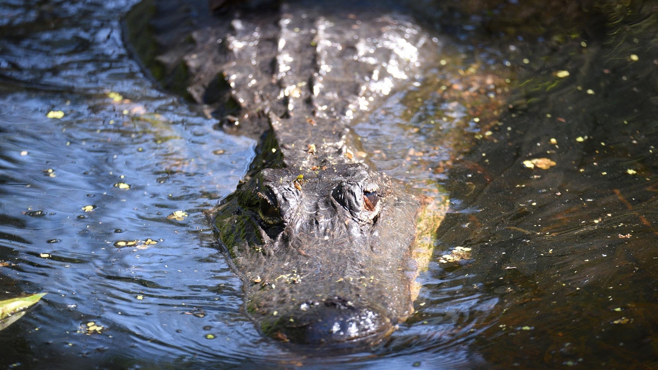 Alligator, Corkscrew Swamp Sanctuary (Florida) - YouTube