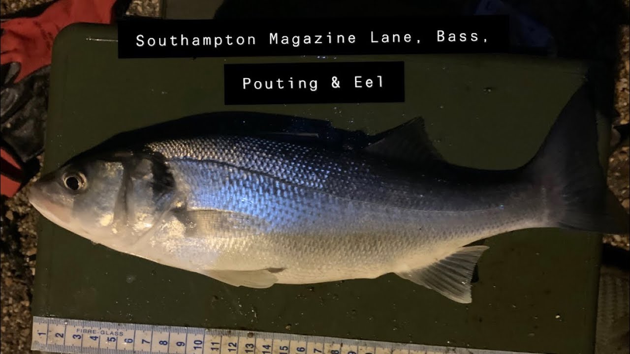 Southampton Magazine Lane, Bass, Pout & Eel - YouTube