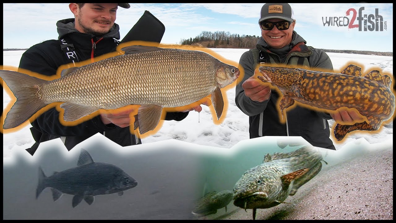 Catching Wild Fish with INSANE Underwater Footage - YouTube