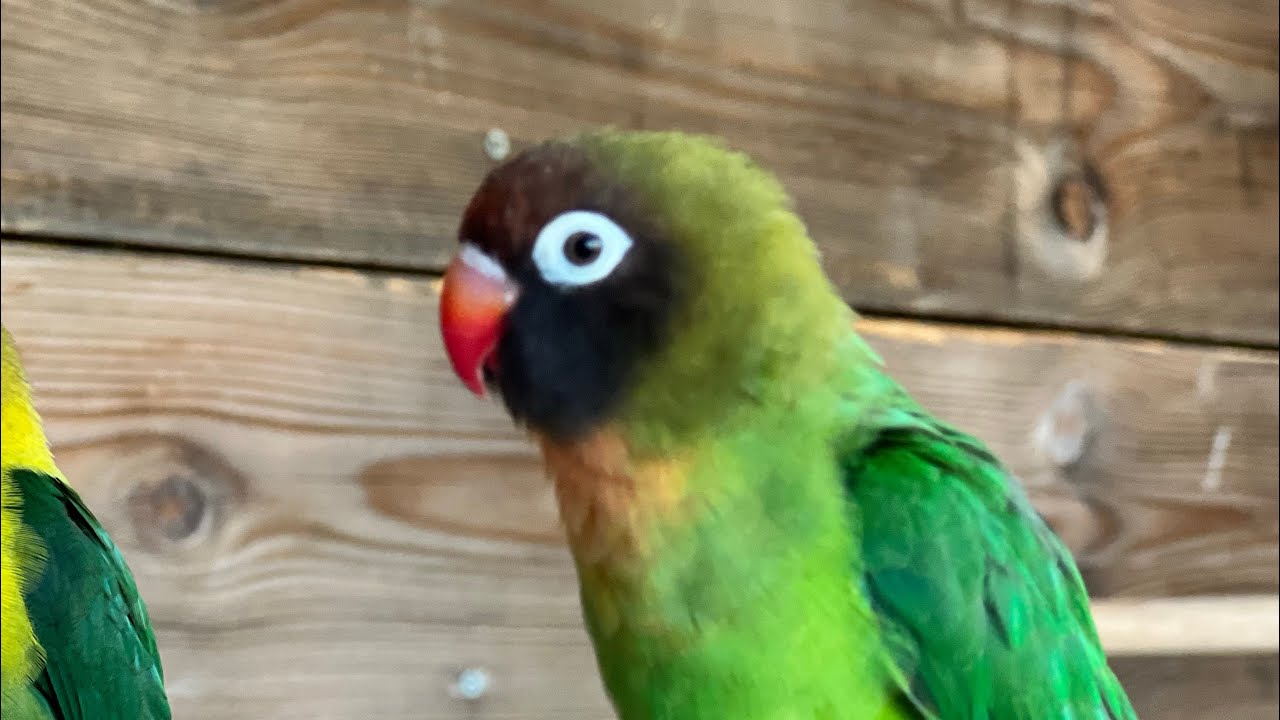 Inséparable - YouTube