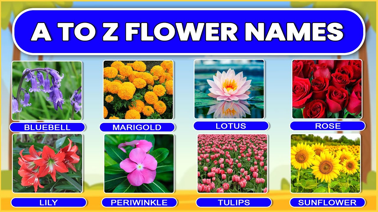 A Z Flower Names A To Z Flowers With Pictures Video Flowers a-z-flower-names-a-to-z-flowers-with-pictures-video-flowers