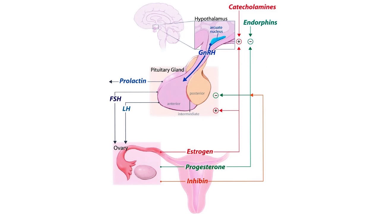 GÓNADA FEMENINA 1 - YouTube