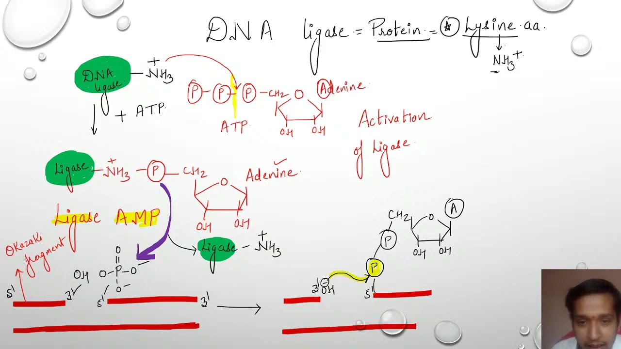 Mechanism of DNA Ligase - YouTube