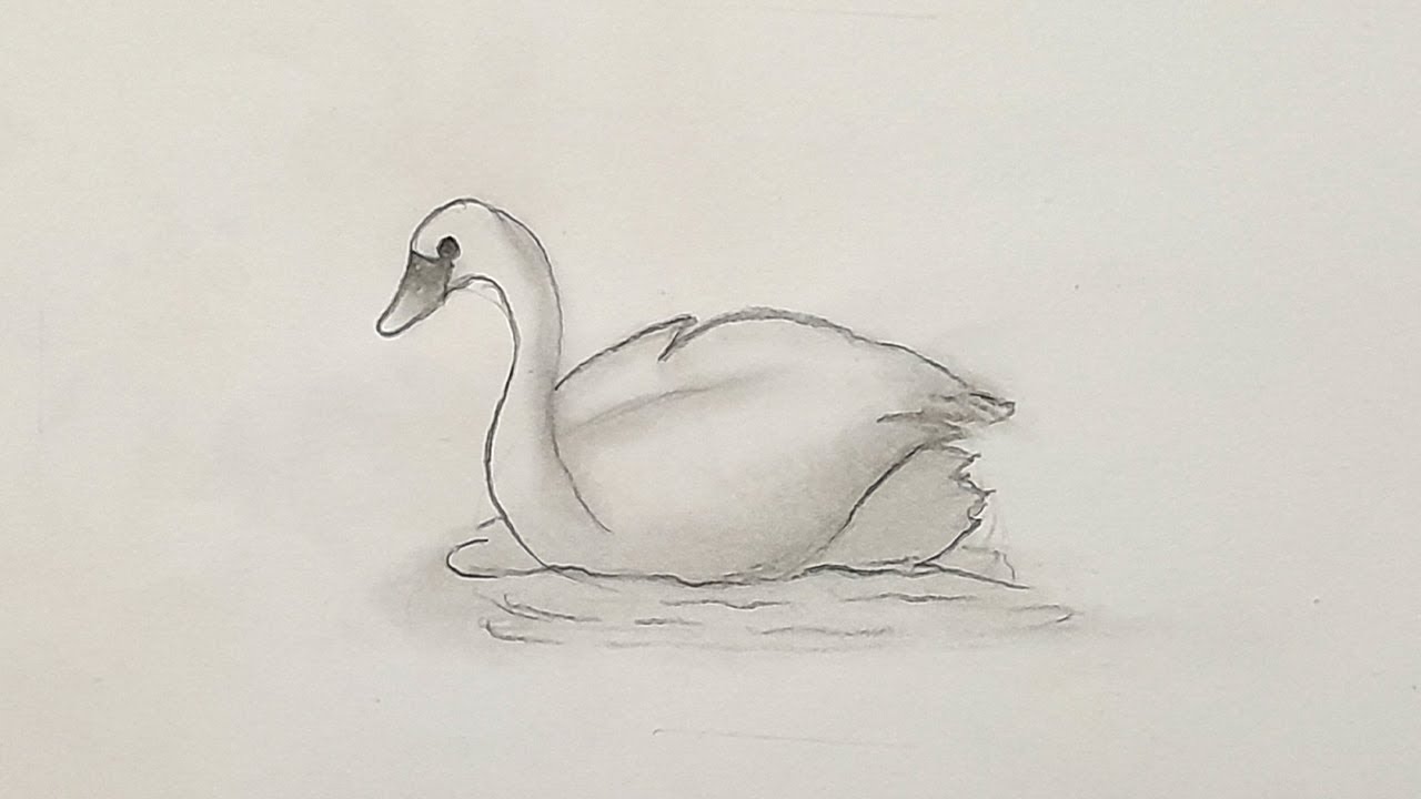 How to draw a swan easy step by step - YouTube
