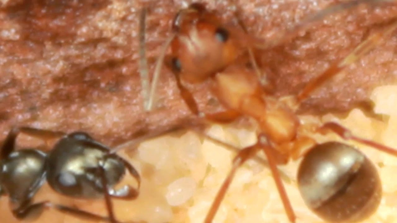 Formica subintegra worker - YouTube