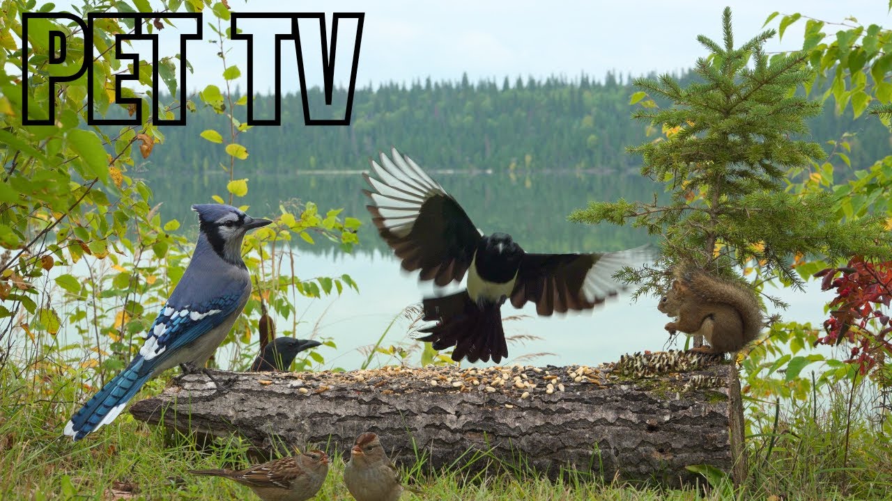 Cat TV • Dog TV - Birds & Squirrels by the Lake 🪺 Relaxing Nature for ...