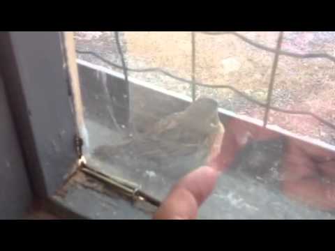 Serçe cami kiracak :)