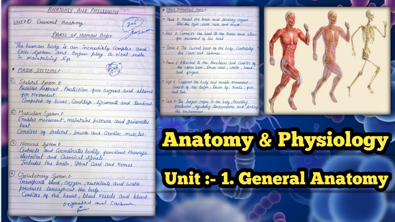 Anatomy and Physiology | Parts of the human body | General anatomy ...