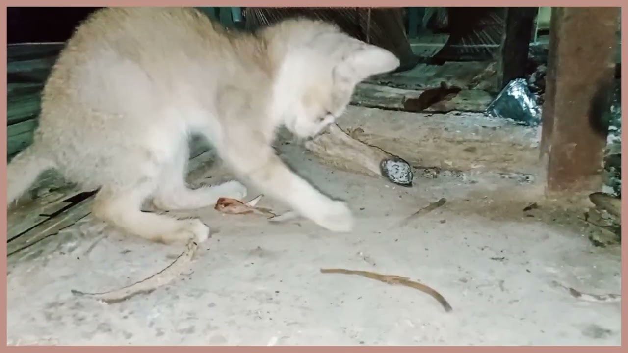 Lizard vs Cat - YouTube