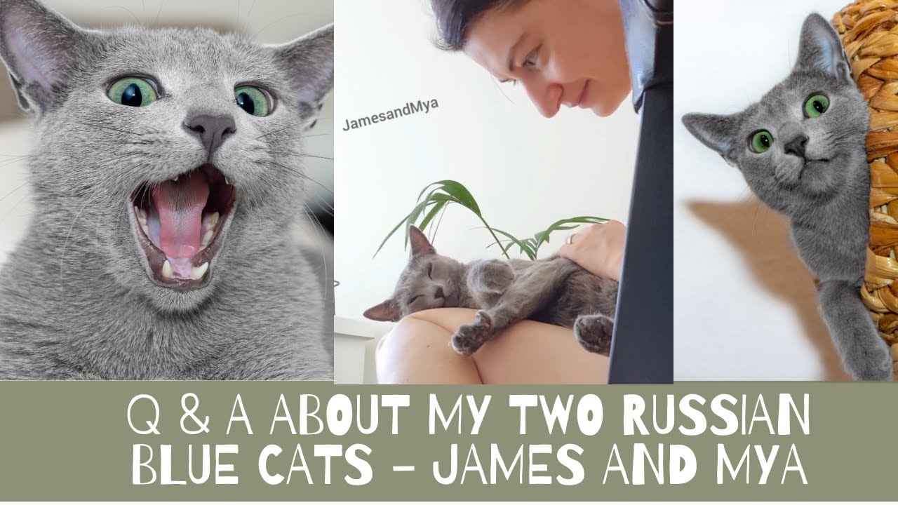 Q&A about my Russian Blue cats - why did we get them & how they has ...
