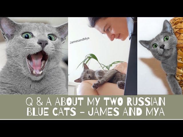 Russian Cat Memes Cat Meme Pictures | Download Free Images On Unsplash