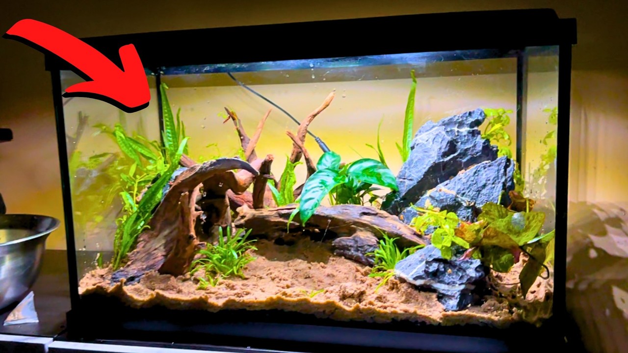How to Set Up and Aquascape a Planted Aquarium ! | Interpet 56L - YouTube