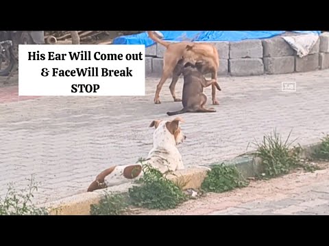 Dangerous Mental Dog Biting So Hard Ear-Neck-Leg of Small Dog-It Can ...