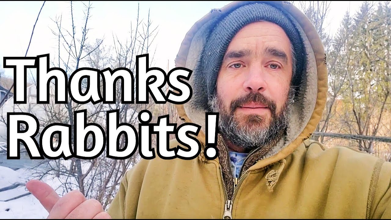 Wild Rabbits can HELP your garden?!?! - YouTube