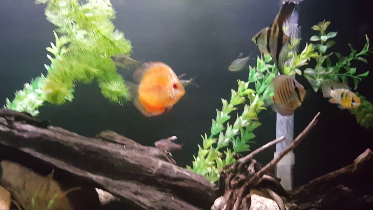 55 gallon discus blue Rams and angelfish - YouTube