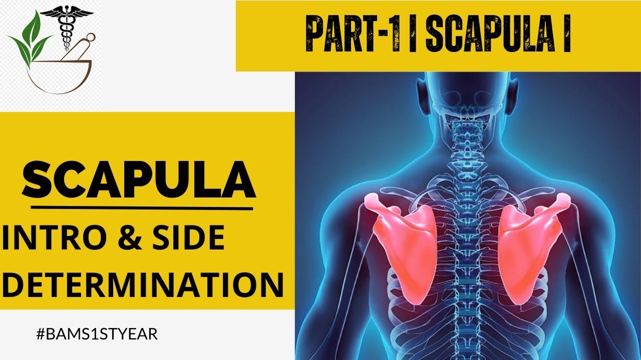 Scapula Anatomy|| Introduction & Side Determination||Part-1| - YouTube