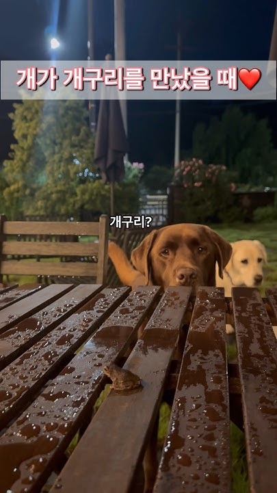 Shorts 개와 개구리 Youtube