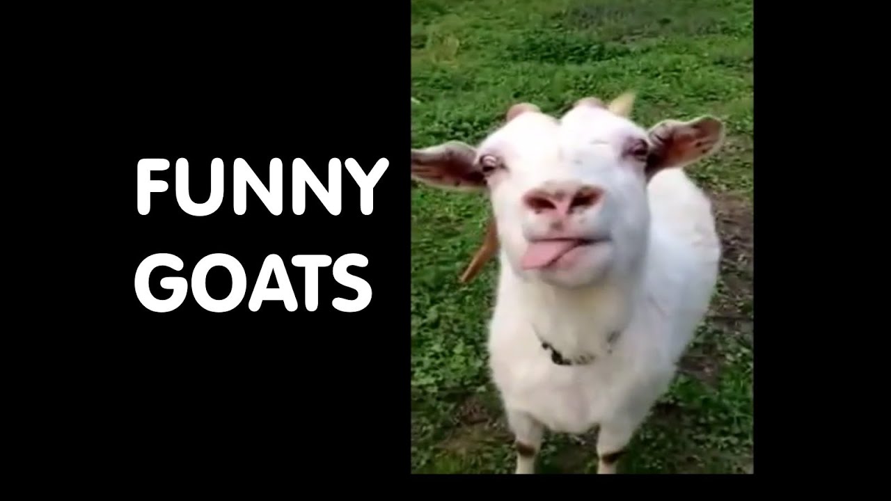 Funny Goat Video: Jumping, Sliding, Talking, with Redneck Commentary ...