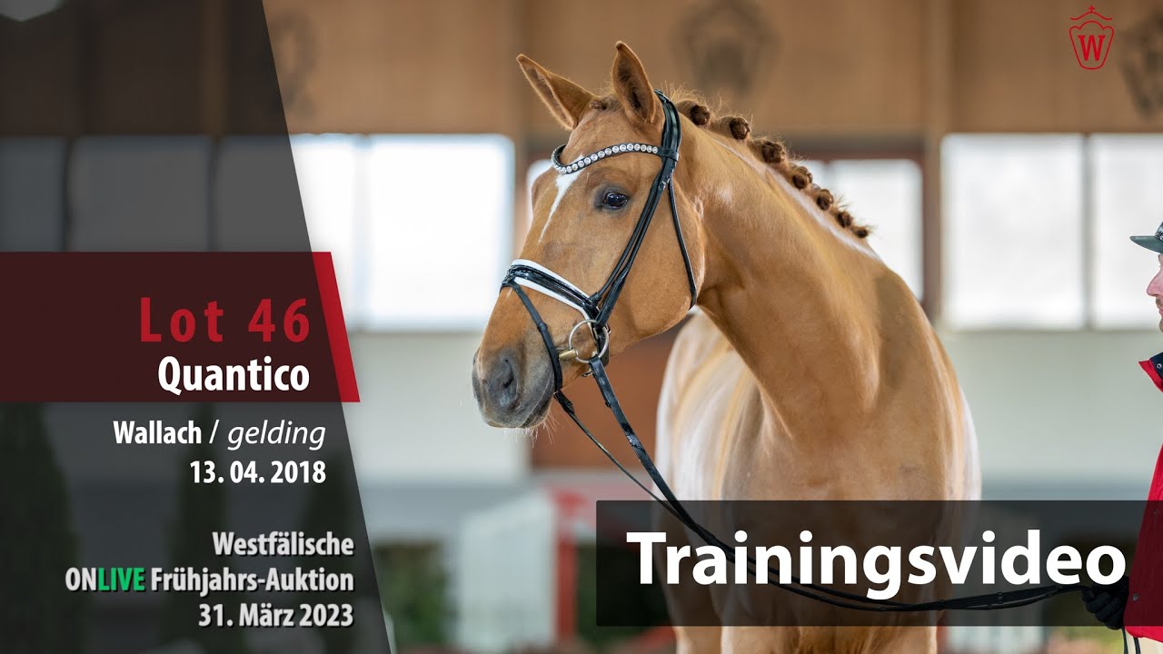ONLIVE Frühjahrs-Auktion Training Lot 46 Quantico Wallach v. Quando Unico - Hochmeister - YouTube