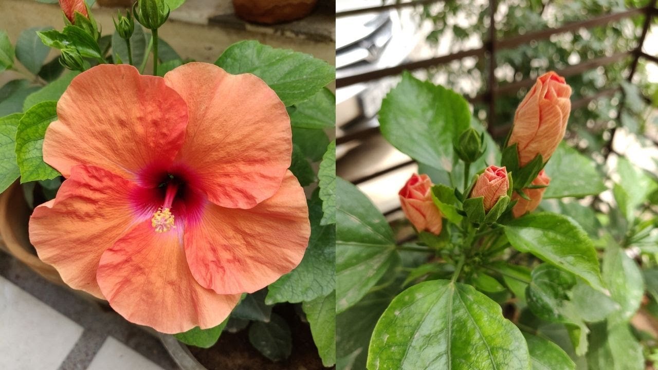 Hibiscus plant के बारे में powerful tips - जमकर flowering होगी - YouTube