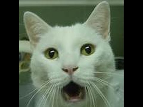 Cat rocking out to music ;D - YouTube