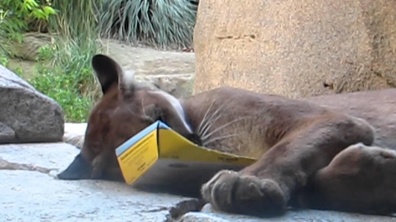 Mountain Lion playing with a tissue box HD - YouTube