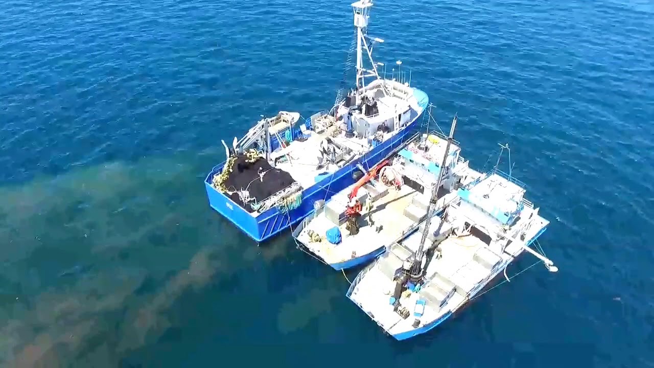 Pilchard Fishing South Australia - YouTube