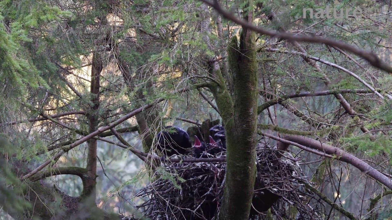 Common raven (Corvus corax) flying to nest to feed fledglings ...