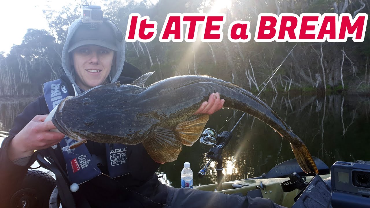 It ATE a BREAM - Flathead Fishing Mallacoota - YouTube