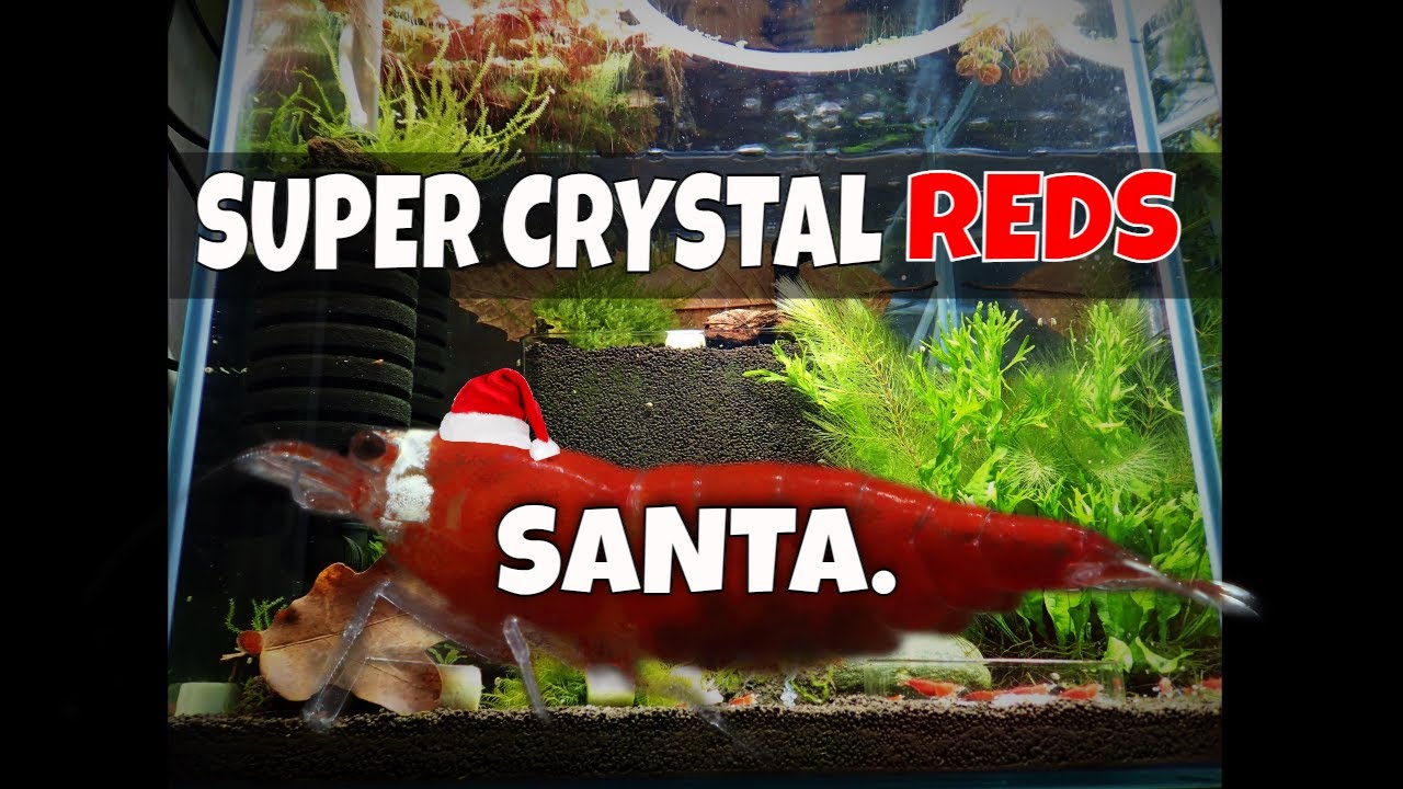 Super Crystal Red Shrimp Tank Setup | ADA Soil, Snowflake Feeding ...