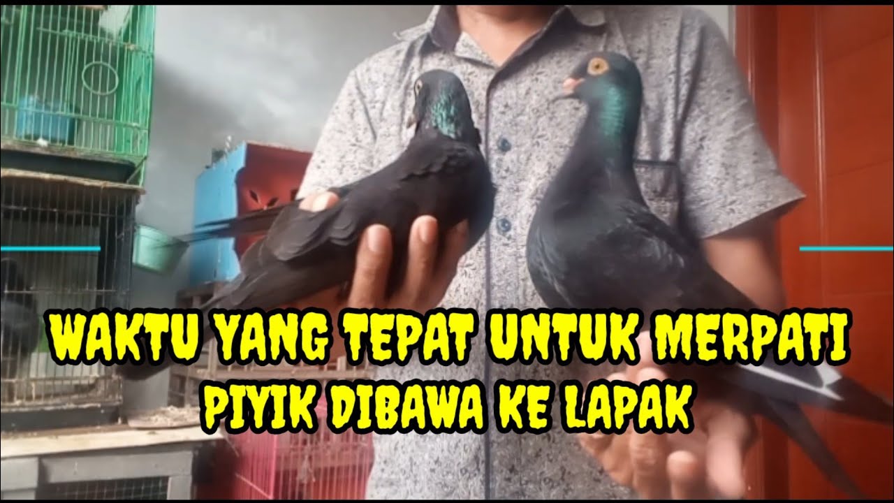 waktu yang tepat untuk melatih merpati piyik di bawa ke lapak - YouTube