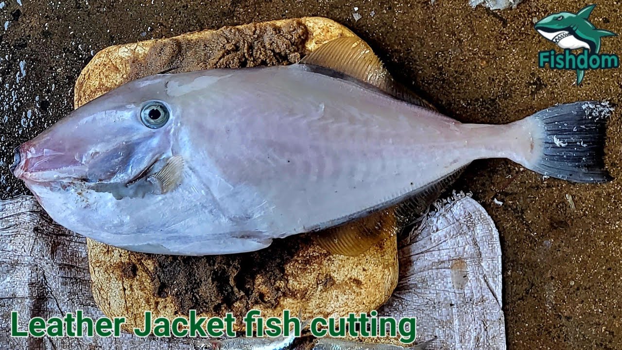 Stunning 👍 ! Rare Leather Jacket fish cutting and chopping skills in ...