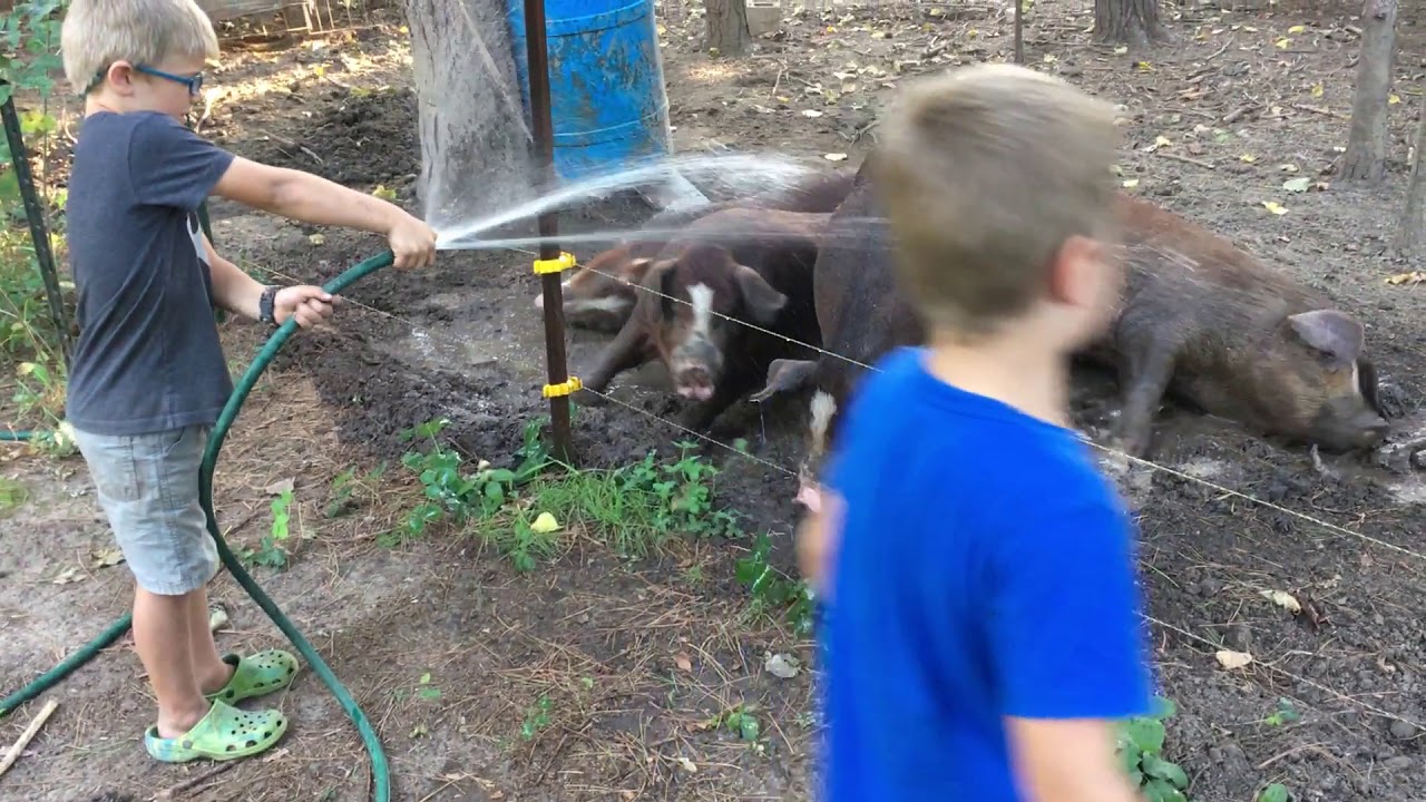 HOSING Down the pigs on a HOT DAY - YouTube