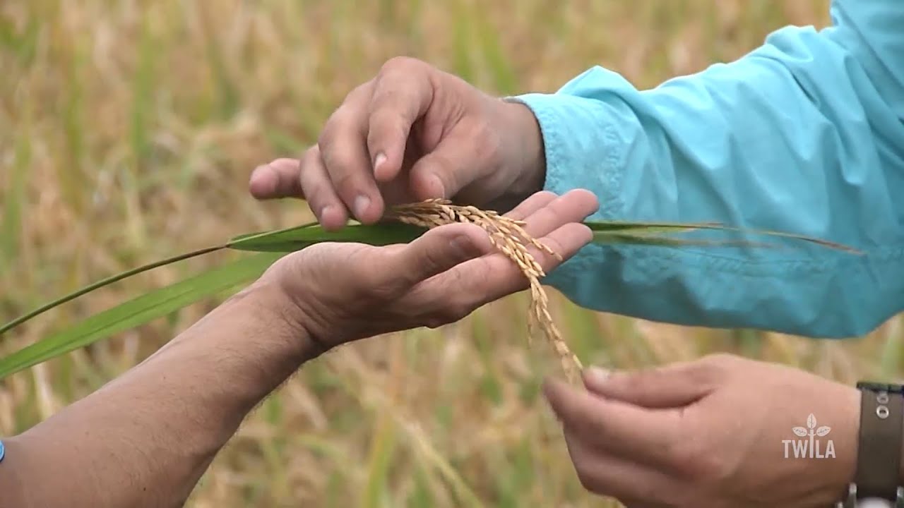 The State of Louisiana Rice Harvest - YouTube