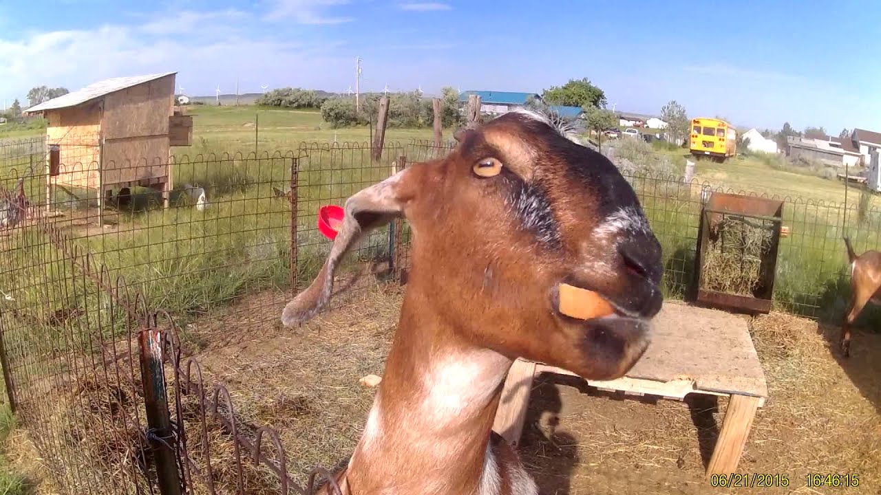 GOATS & PEANUT BUTTER Coppa's Little Farm - YouTube